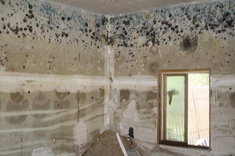 6 Common Signs Your Property Is Prone to Mold—And Why You Need ...